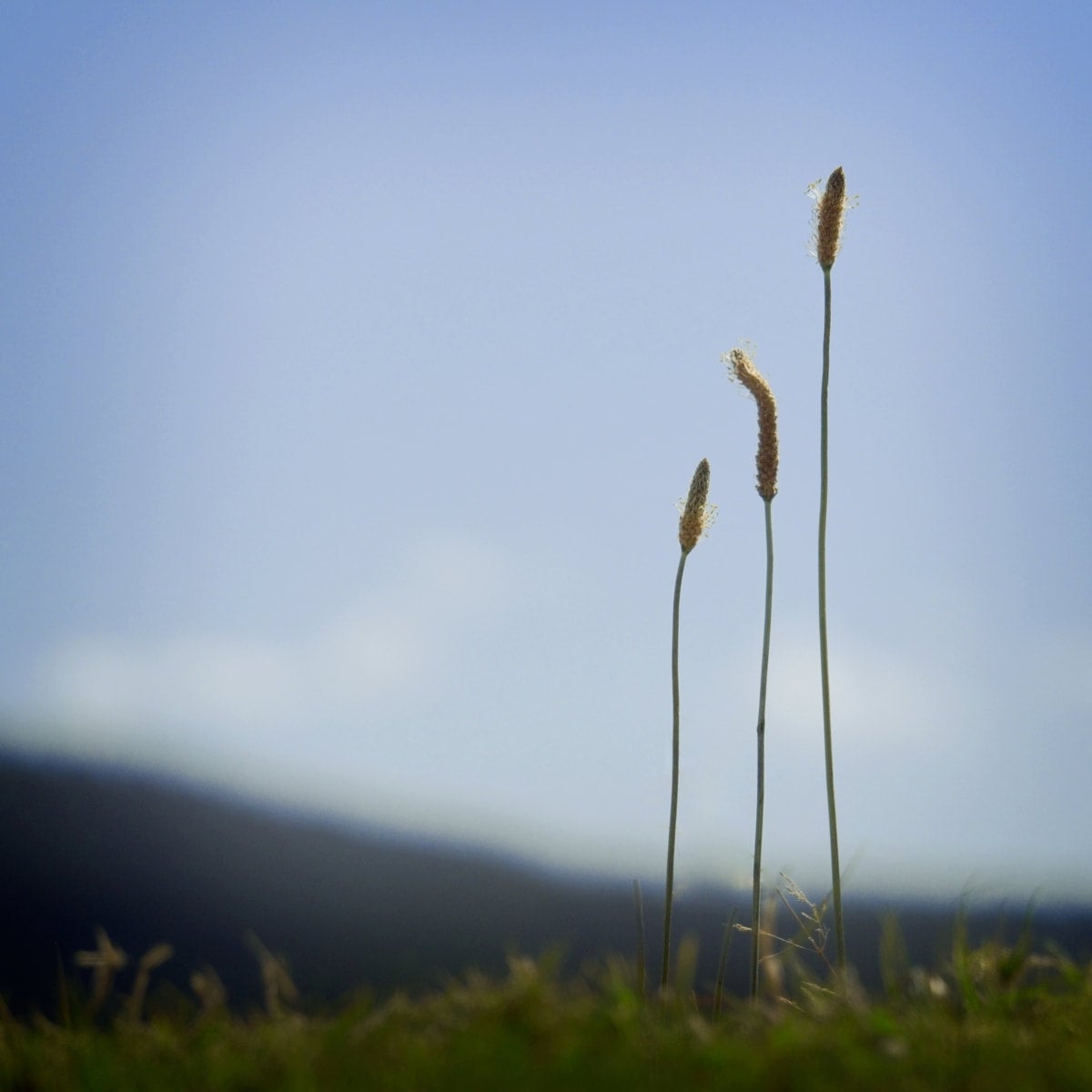 The Art of Noticing : A Mindful Lens with Nicole Tai | Motueka Arts Council